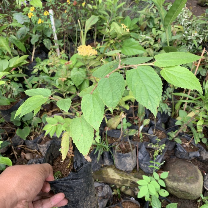 Jual Bibit Pohon Buah Ceri Seri Kersen Talok Keres Kersem - Tanaman ...