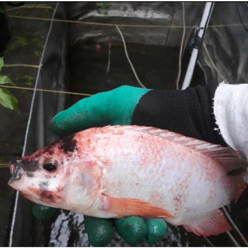 Jual Ikan Nila Merah Segar (Hidup) per 1 kg Khusus Pengiriman Instant ...