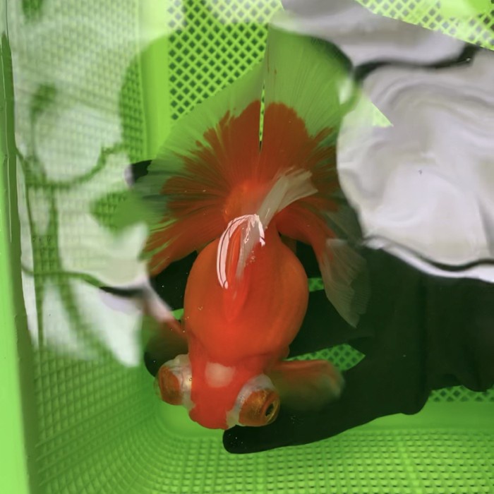 Jual Ikan Mas Koki Butterfly Terlengkap & Harga Terbaru Desember 2022 ...