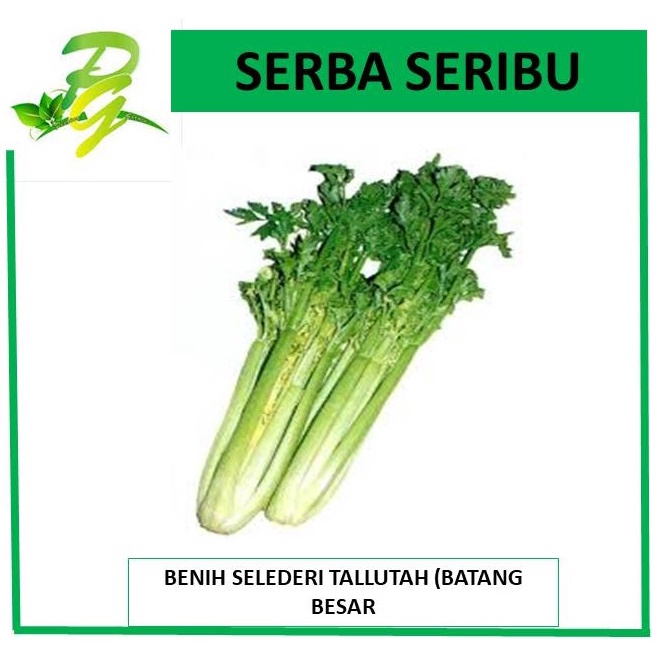 Jual Benih Seribuan Seledri Batang Besar TALL UTAH | Shopee Indonesia
