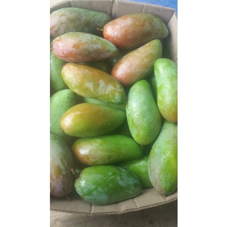 Jual PROMO!!!!MANGGA THAILAND/KIOJAY FRESH 1kg | Shopee Indonesia