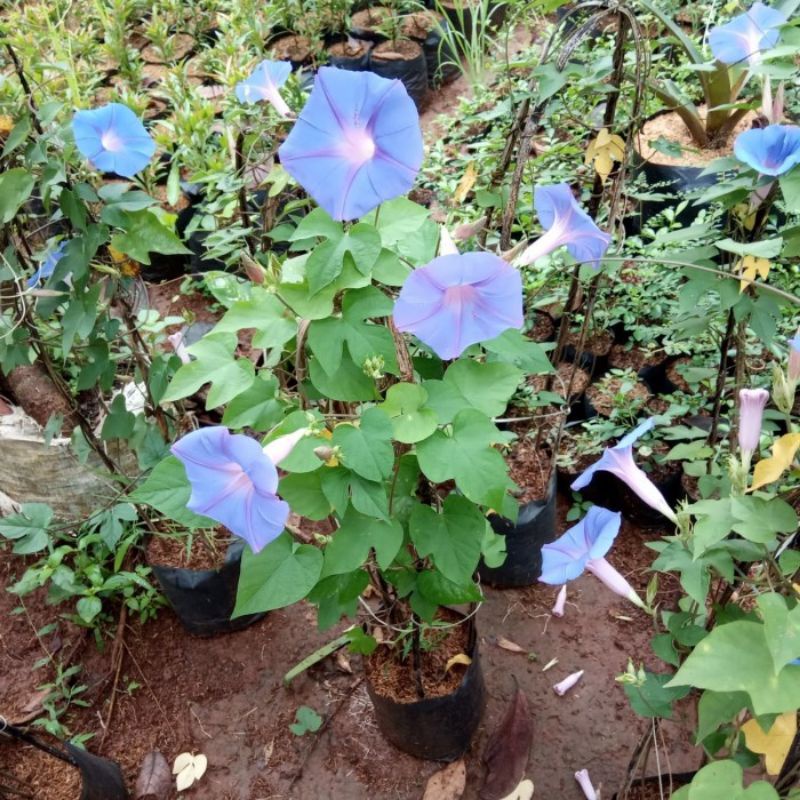 Jual Tanaman Bunga MORNING GLORY Merambat | Shopee Indonesia