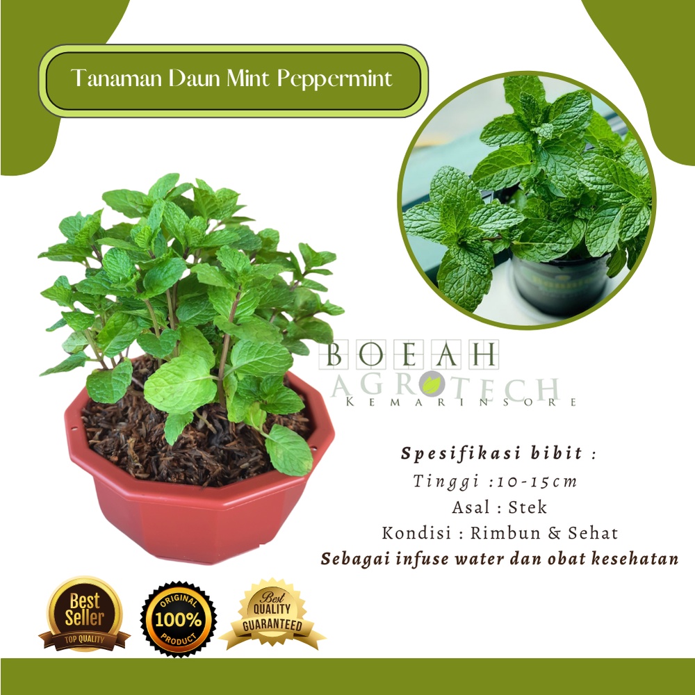 Jual Bibit Tanaman Daun Mint untuk Infuse Water/Tanaman Daun Mint ...