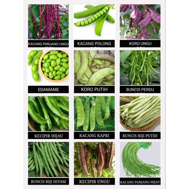 Jual Benih sayur KACANG-KACANGAN | Shopee Indonesia