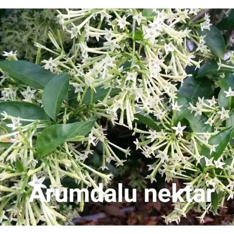 Jual bunga arumdalu tanamsn hias vegetasi lebah madu | Shopee Indonesia
