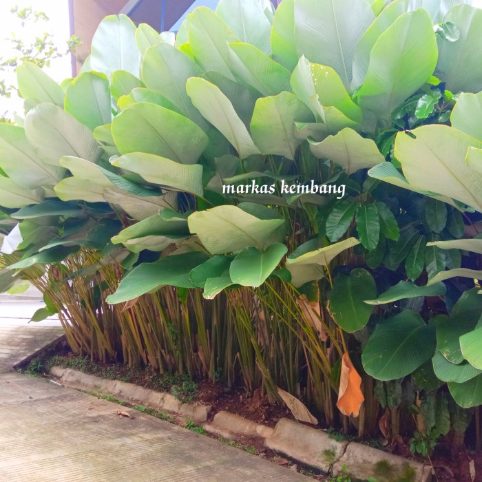 Jual Tanaman Hias Calathea Lutea atau Calathea Pisang EE22 | Shopee ...