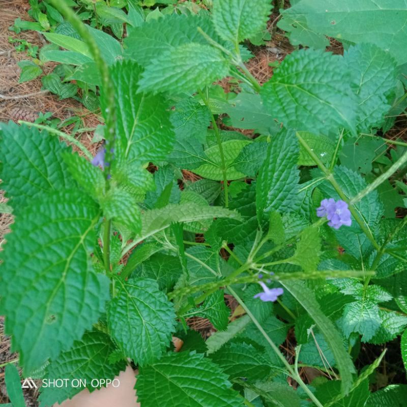 Jual daun pecut kuda herbal / tanaman jarong | Shopee Indonesia