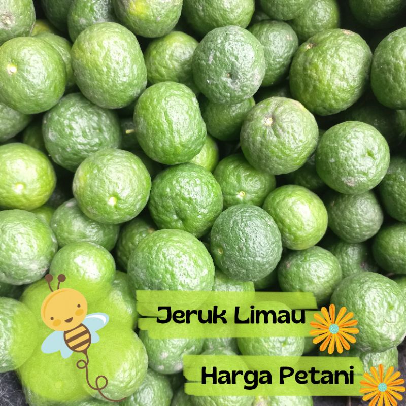 Jual Jeruk Limo / Jeruk Bakso Aci / jeruk sambal / jeruk limau 100g ...