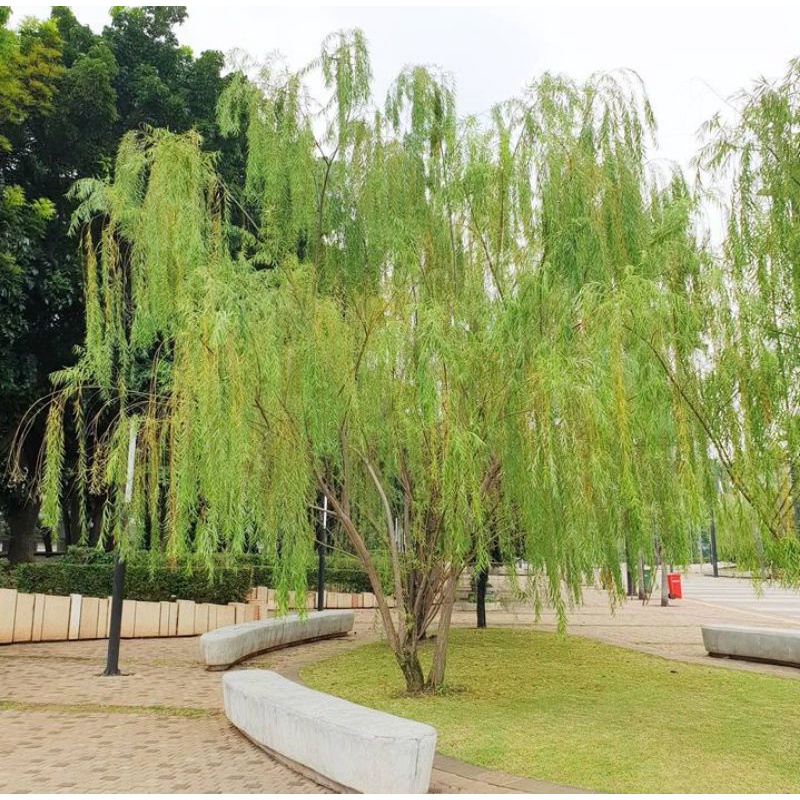 Jual tanaman liang liu tinggi 3 meter weeping willow pohon janda merana tanaman peneduh ...