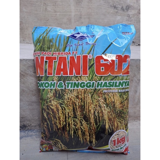 Jual benih padi hibrida f1 intani 602 bibit padi hibrida 1kg kapal ...