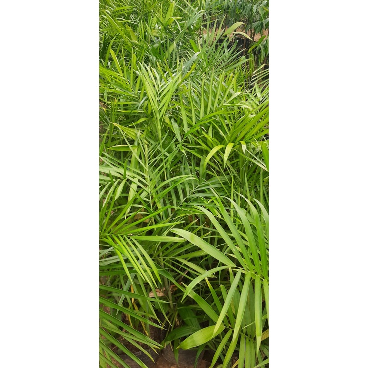 Jual Tanaman Hias Palem Komodoria atau Palem Bambu Tunas Bibit | Shopee ...