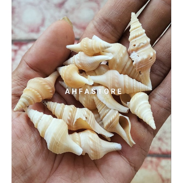 Jual Cangkang Kerang Semprong Kecil isi 50biji | Shopee Indonesia