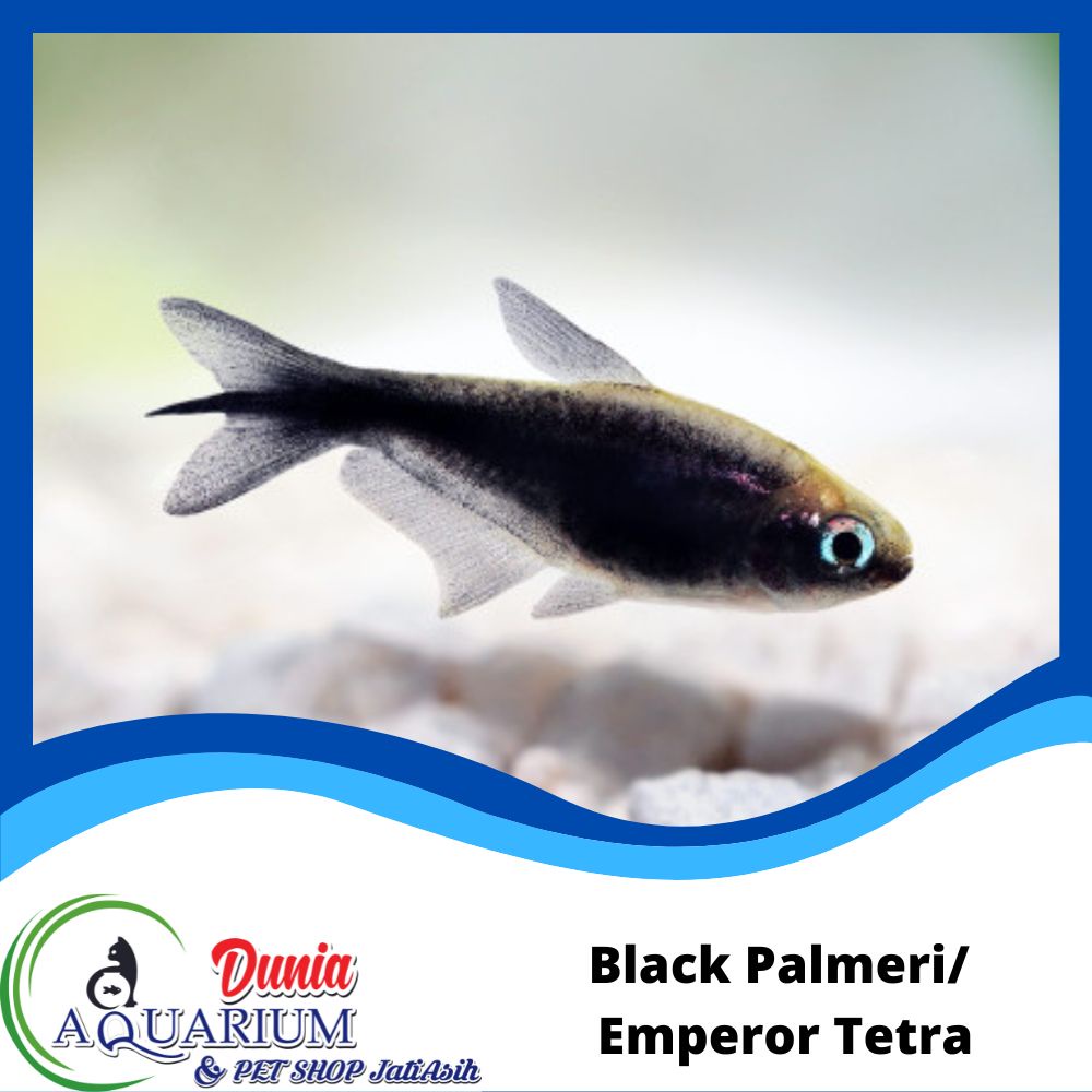 Jual Ikan Hias Black Palmeri Emperor Tetra Nematobrycon Aquascape ...