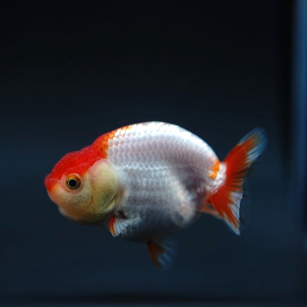 Jual Rancu red white / ikan mas koki rancu red white / ikan hias ...