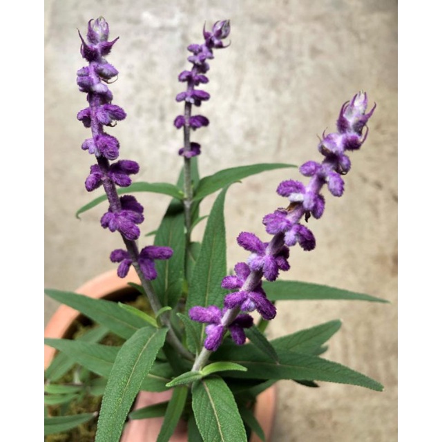 Jual Lavender Holland / salvia bunga ungu / salvia leucantha / mexican ...