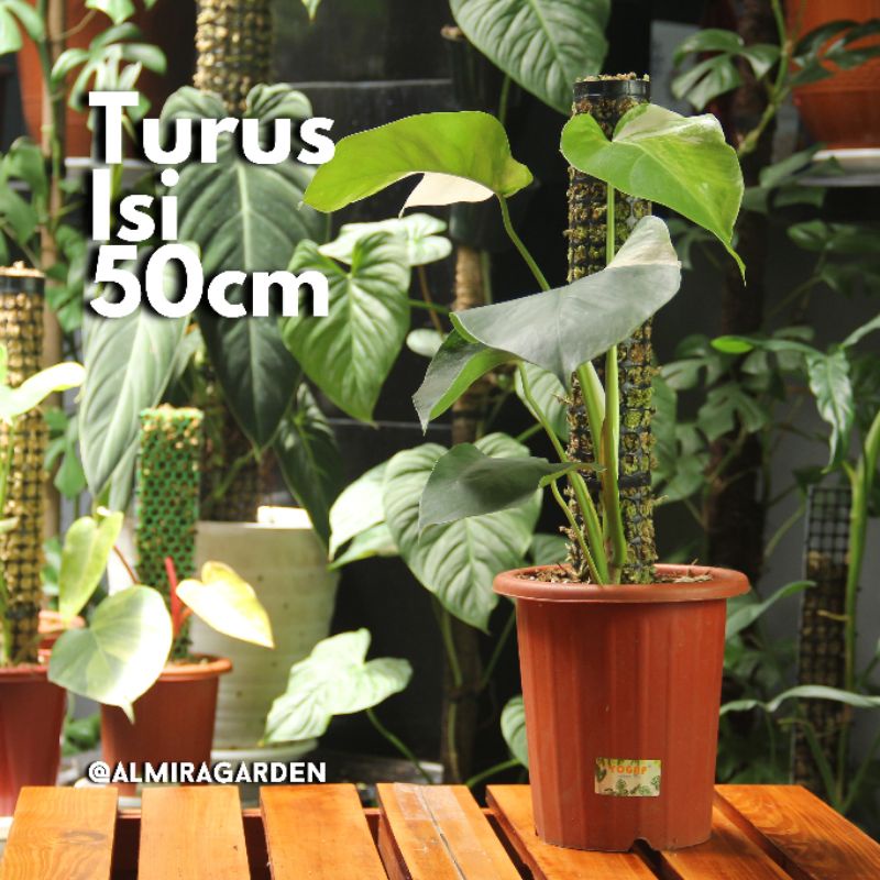 Jual Moss Pole Isi 50cm / Turus Lumut / Sphagnum Moss / Tiang Penyangga ...