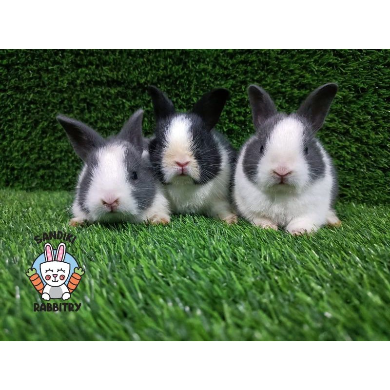 Jual Kelinci Hias Surabaya jenis Mini Dutch Warna Abu" Blue Murah ...