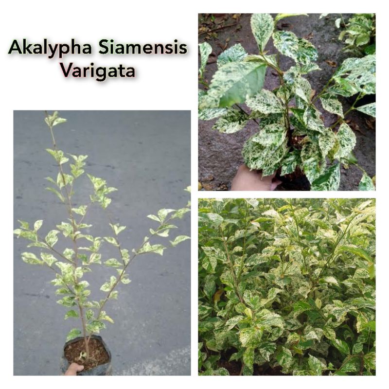 Jual Tehtehan Parigata | Cocok Untuk pagar dan pembatas lahan dan di ...