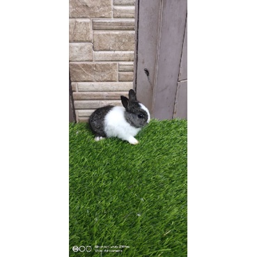 Jual kelinci dutch jr | Shopee Indonesia