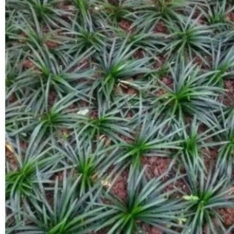 Jual Tanaman kucai mini/kucai mini bisa dijadikan pengganti rumput ...