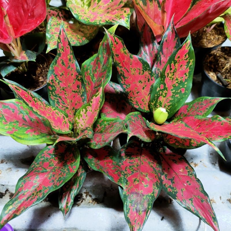 Jual Promo Aglonema ruby garuda batik / daun rimbun tanaman hia hidup ...