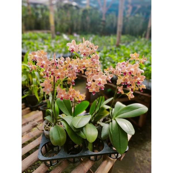 Jual anggrek bulan mini orens garis | Shopee Indonesia