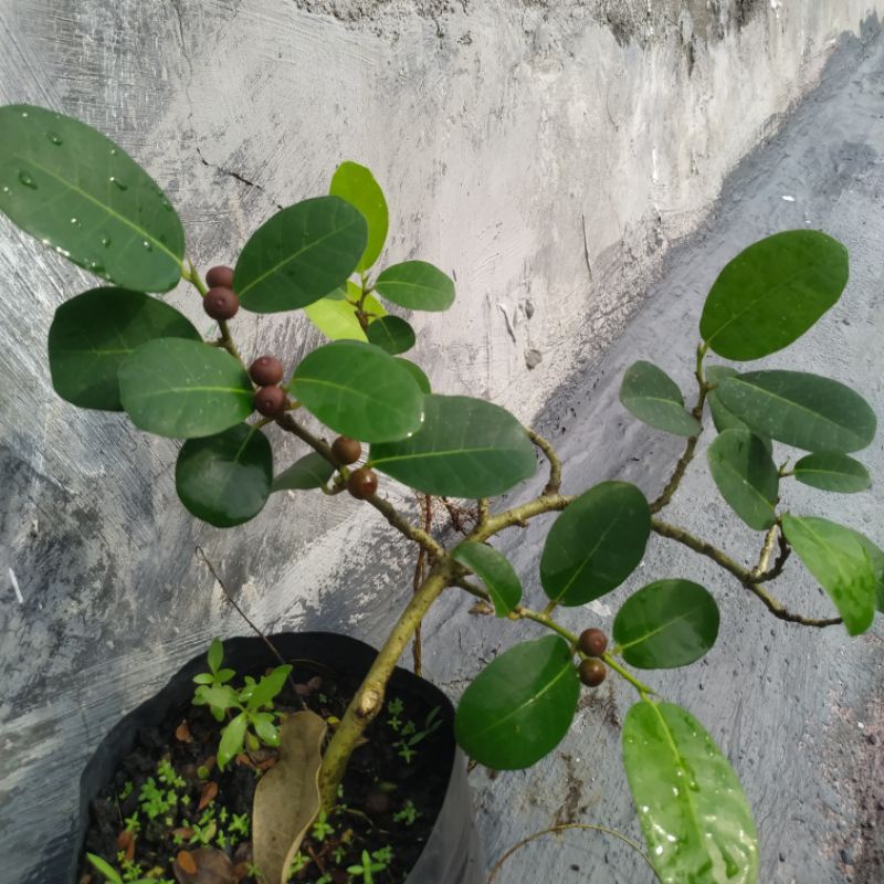 Jual Bibit Bonsai Ficus ampelas taiwan | Shopee Indonesia