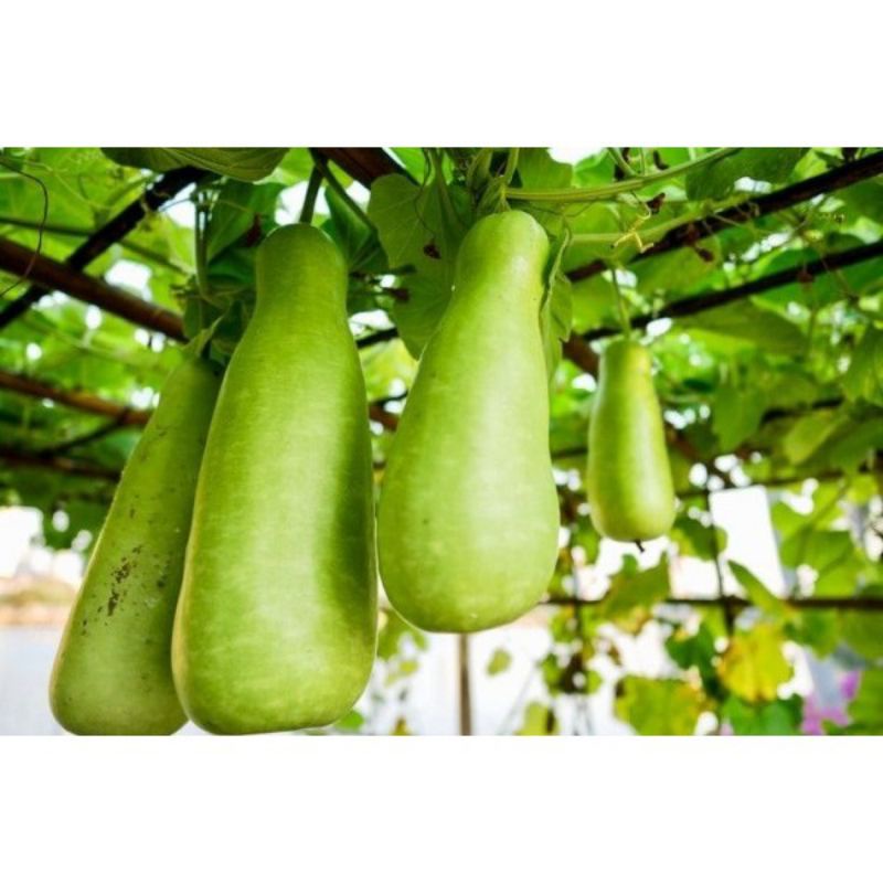 Jual 5 biji benih labu air manisa | Shopee Indonesia Jual 5 biji benih labu air manisa | Shopee Indonesia