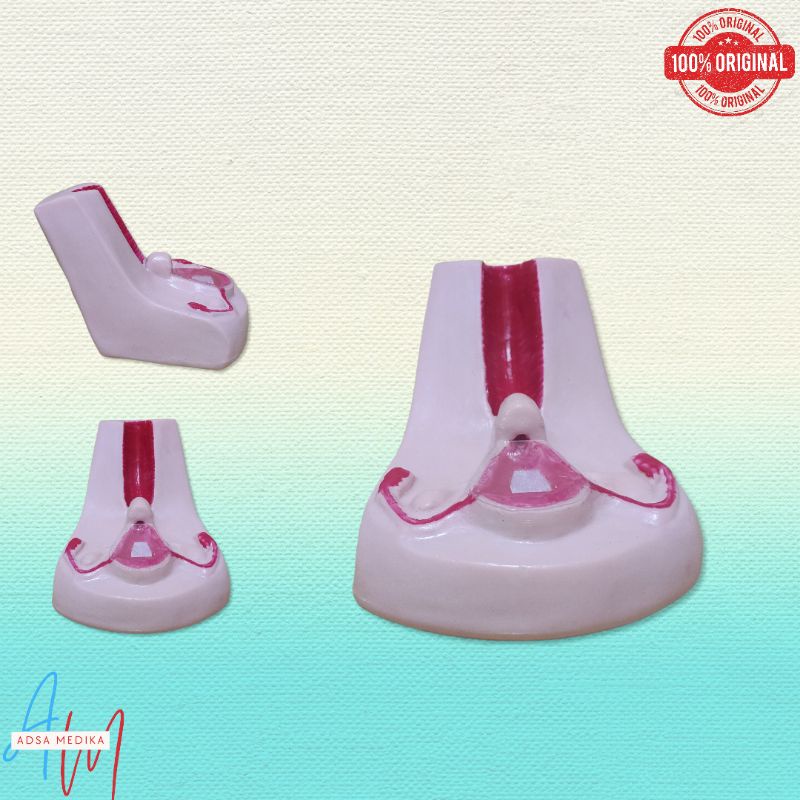 Jual PHANTOM MANIKIN IUD UTERUS | Shopee Indonesia