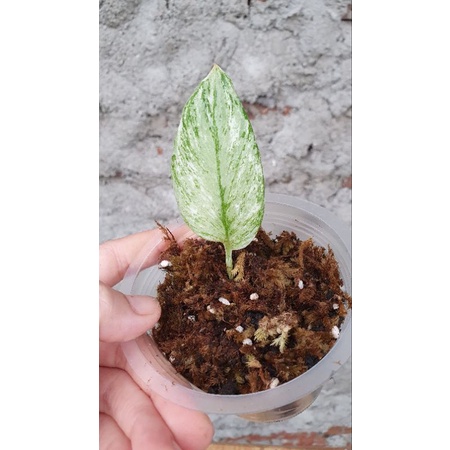 Jual scindapsus treubii moonlight varigata superstar | Shopee Indonesia