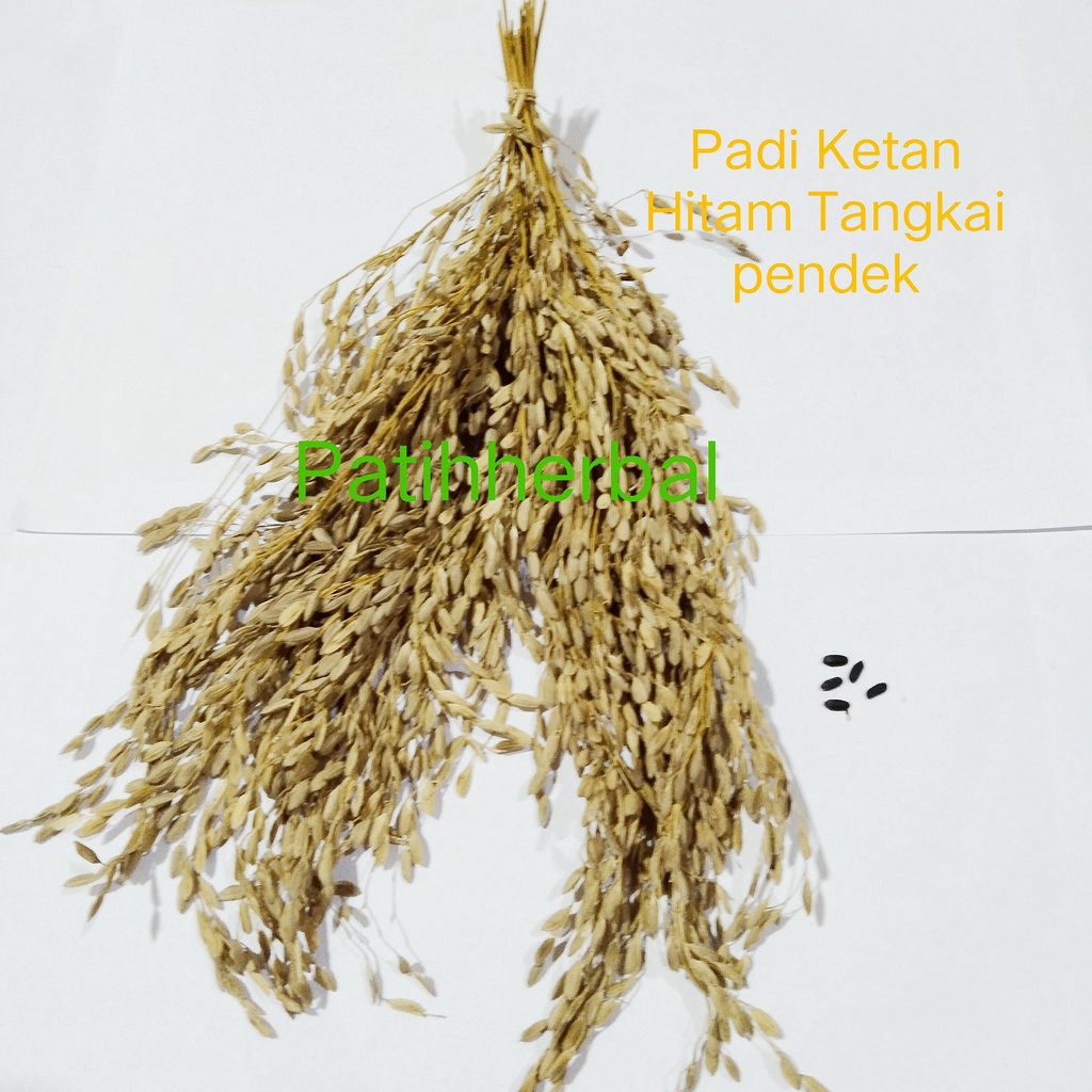 Jual Padi Ketan Hitam bertangkai Pendek per 35 Tangkai | Shopee Indonesia
