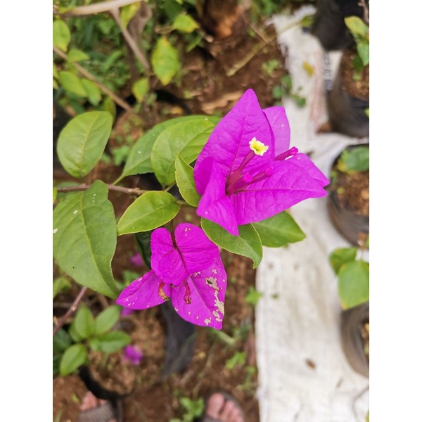 Jual bunga kertas ungu / bogenvil purple / bunga bogenpil ...