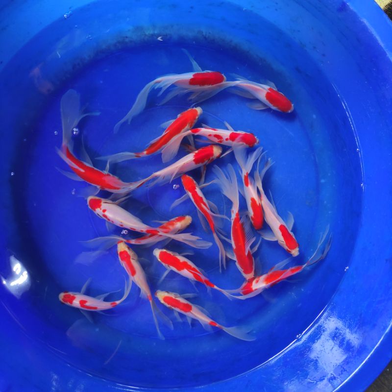Jual Ikan komet slayer jenis Sarasa Merah putih size 17-19cm | Shopee ...