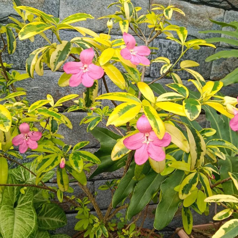 Jual lavenia varigata / bunga ravenia variegata / raphenia rapennia ...