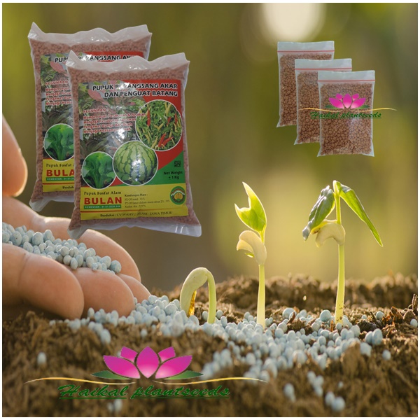 Jual pupuk ponska repack 100grm pupuk perangsang akar dan penguat ...