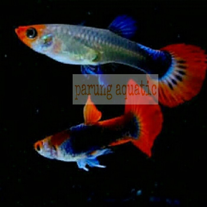 Jual ikan guppy hias tuxedo koi 3 pasang | Shopee Indonesia