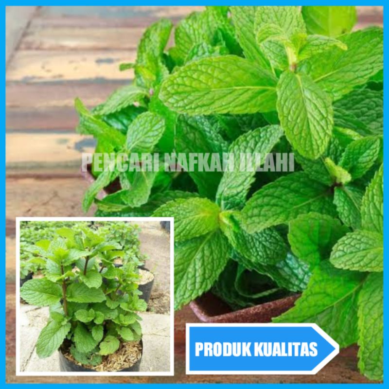 Jual Bibit Tanaman Daun Mint/pohon mint (5 bibit 1 ikat) | Shopee Indonesia