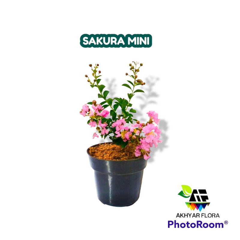 Jual Sakura Mini Tanaman Hias Bunga Sakura Mikro Tanaman Hias Outdoor ...