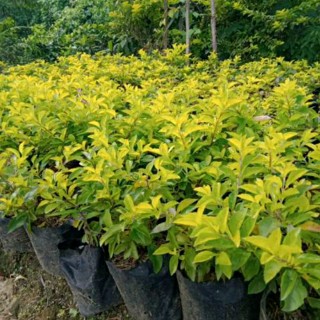 Jual Tanaman Penitian - Tanaman Pangkas Kuning - Taman | Shopee Indonesia