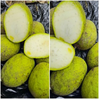 Jual BUAH LIMUS MUDA SEGAR ATOU BUAH BACANG SEGAR YANG SANGAT COCOK ...