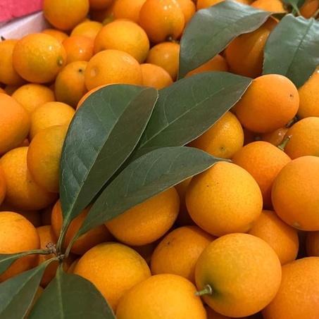 Jual GOLDENFRUIT_Jeruk kimkit / HONEY KIMKIT/ KIMKIET (bisa dimakan ...