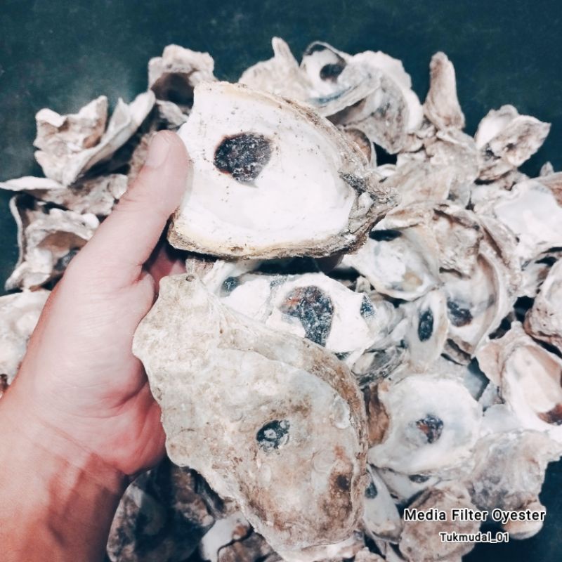 Jual Oyster / Media Filter Oyster Grade A / Oyster Shell Kulit Kerang ...