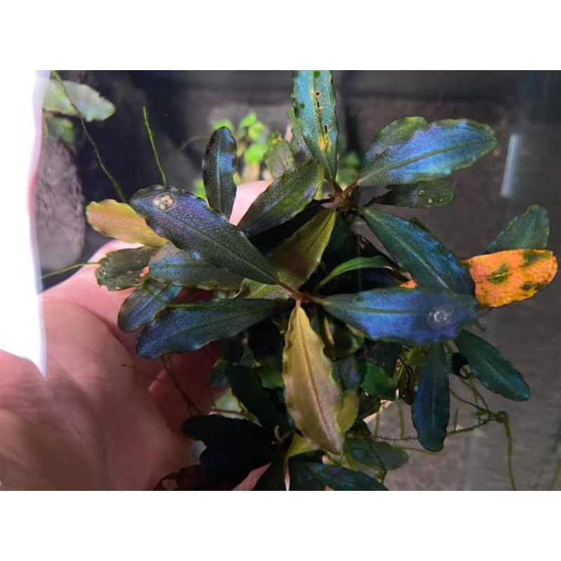 Jual Bucephalandra Metallica Tanaman Aquascape | Shopee Indonesia