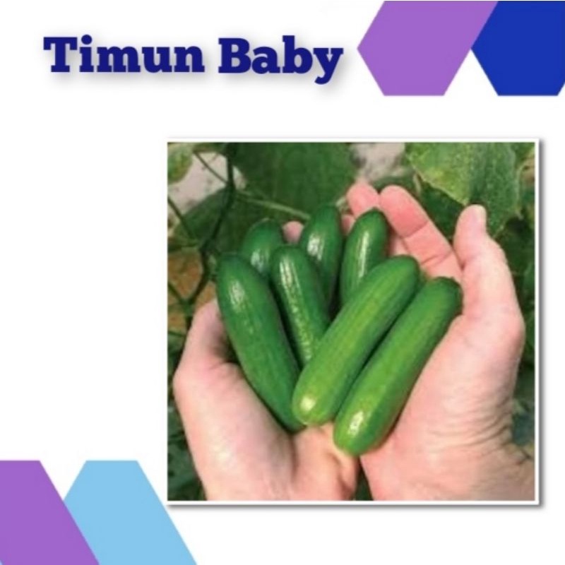 Jual Benih Timun Baby F1 Hibrida Bibit Tanaman Sayuran Bintang Asia ...