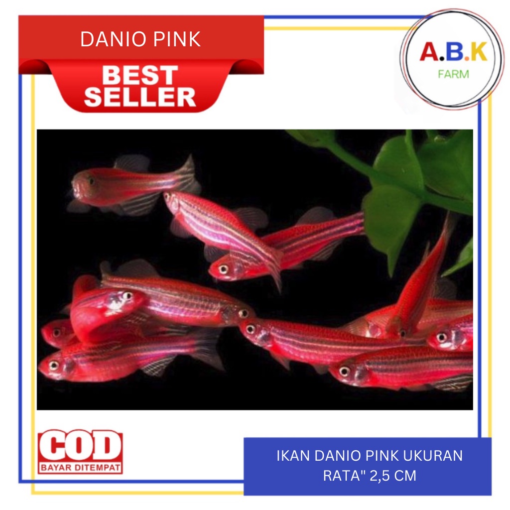 Jual Pink Danio Zebra Ikan Hias Aquascape Hiasan Aquarium Tanaman Air ...
