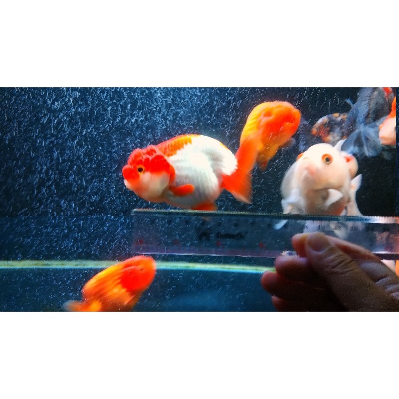 Jual Goldfish Koki Ranchu Impor Thailand | Shopee Indonesia