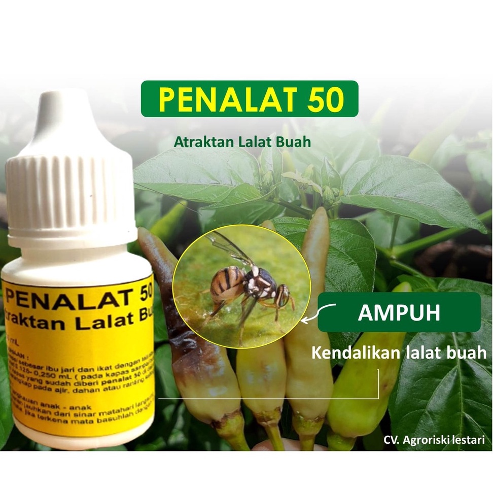 Jual PENALAT 50 (Atraktan Lalat Buah) 10 mL PERANGKAP DAN PENARIK LALAT ...