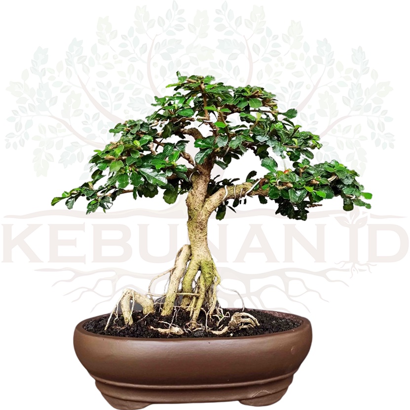 Jual Tanaman Bonsai Hidup Hokiante Free Pot Semen Bonsai Sudah Jadi ...