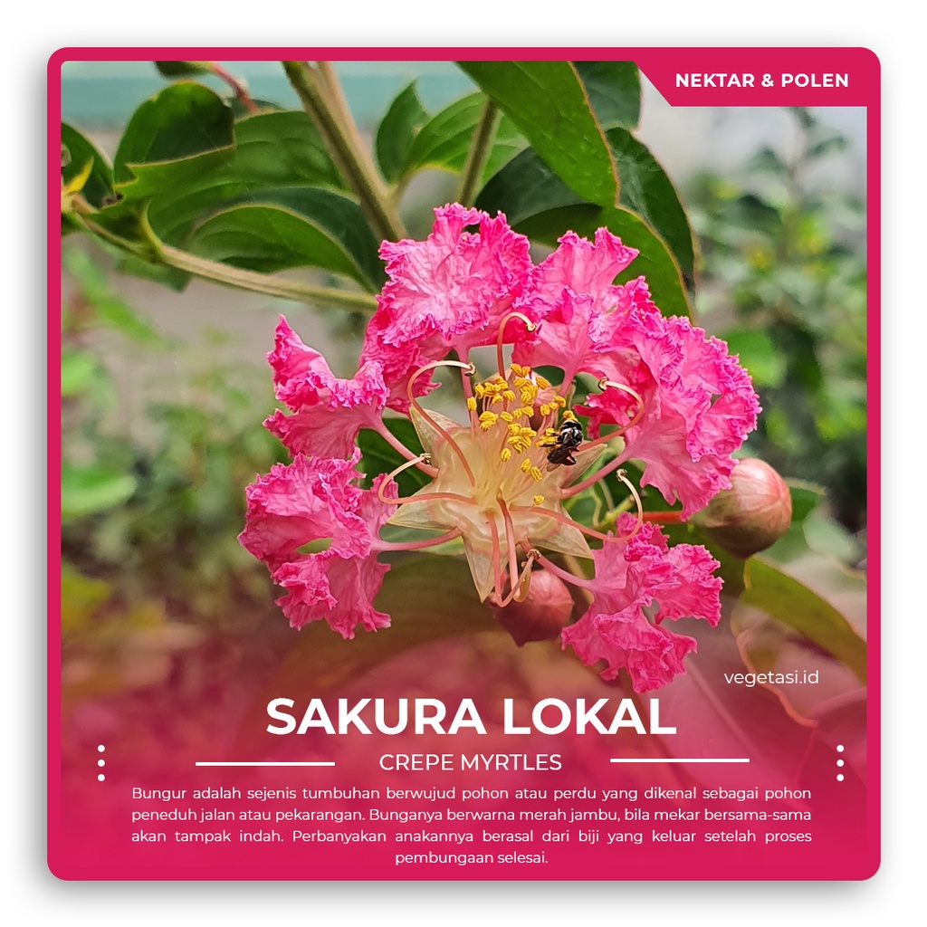 Jual Bibit Bunga Sakura Lokal / Crype Myrtle / Bungur sumber Nektar dan ...