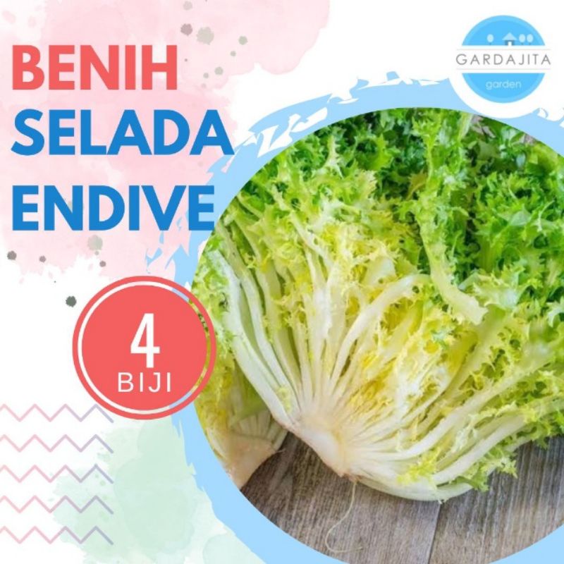 Jual SELADA ENDIVE [isi-4] - Benih Biji Sayur | Shopee Indonesia